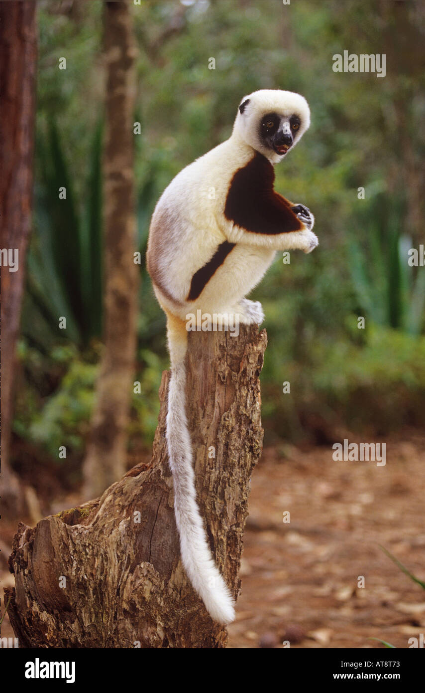 Verreaux s sifaka sifaka hi-res stock photography and images - Alamy