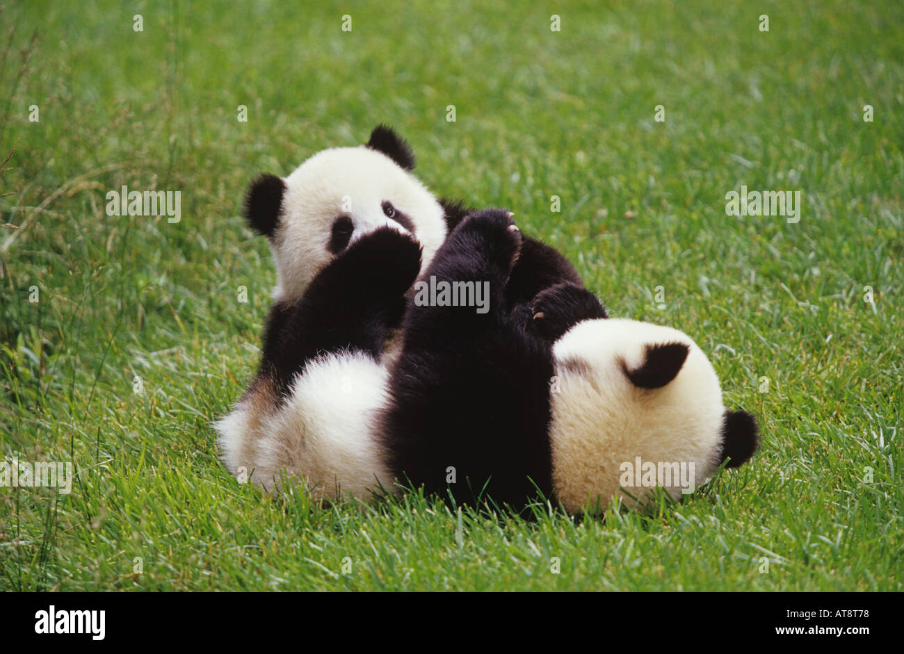 giant panda two cubs playing ailuropoda melanoleuca Stock Photo - Alamy