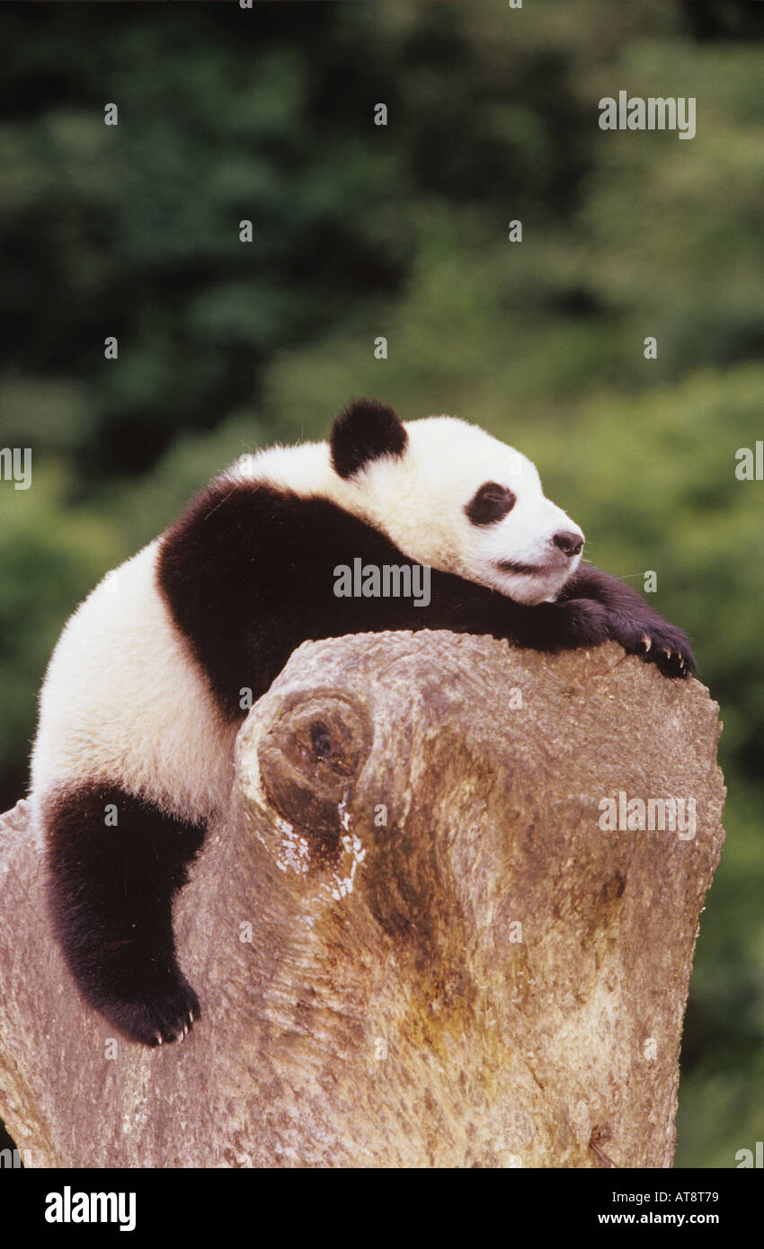Panda on rock hi-res stock photography and images - Alamy