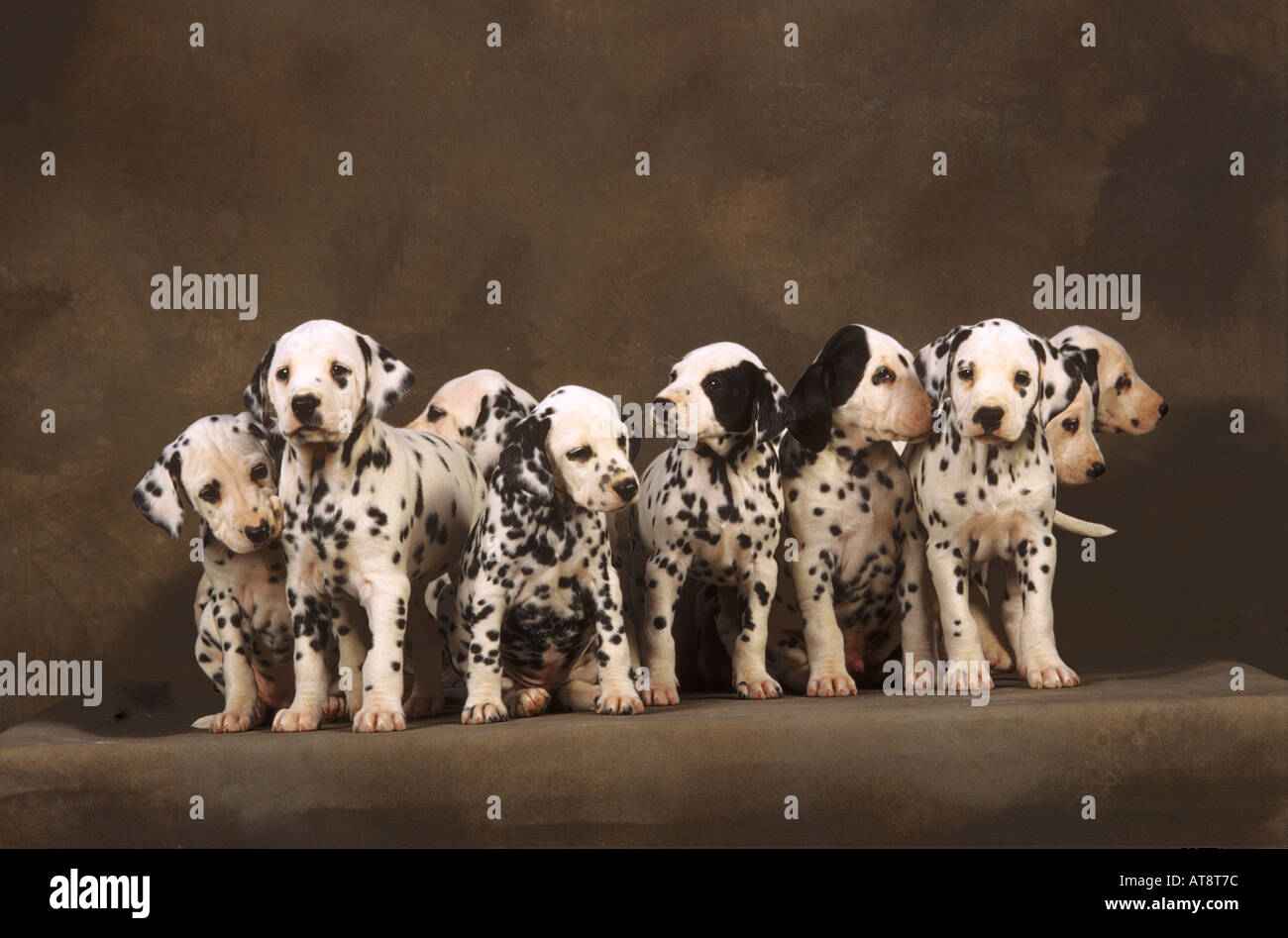 Dalmatian puppies hi-res stock photography and images - Alamy