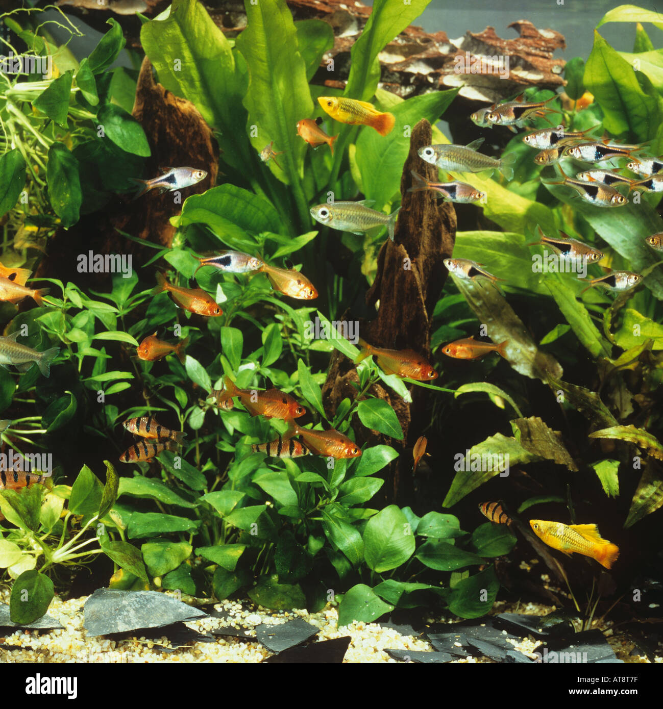 Fish fishes aquarium aquaria hi-res stock photography and images - Alamy