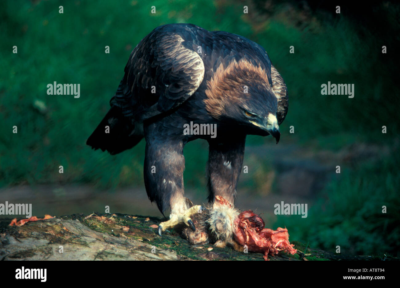 Golden Eagle eating Rabbit Stock Photo - Alamy