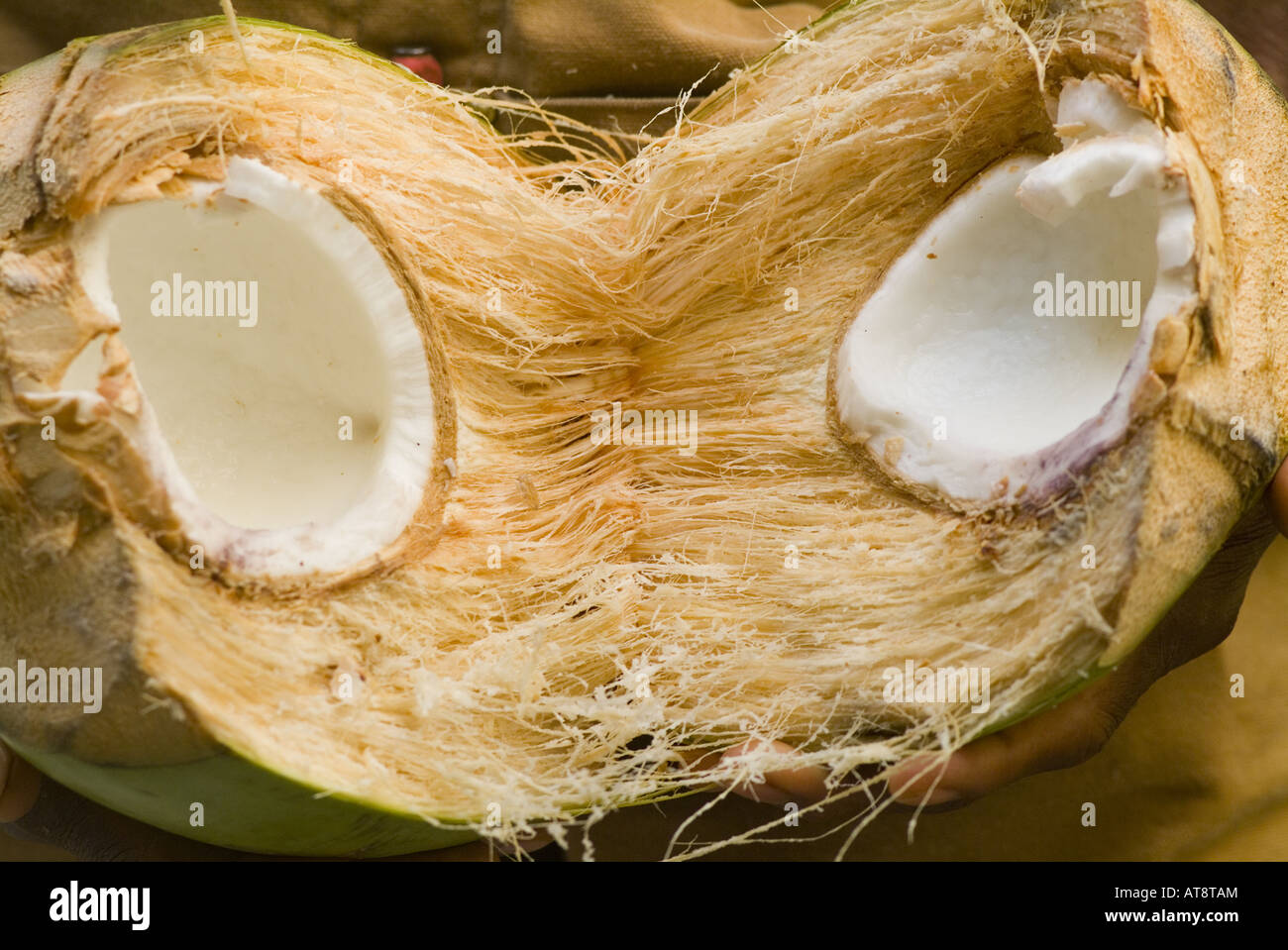 Freshly opened coconut hi-res stock photography and images - Alamy