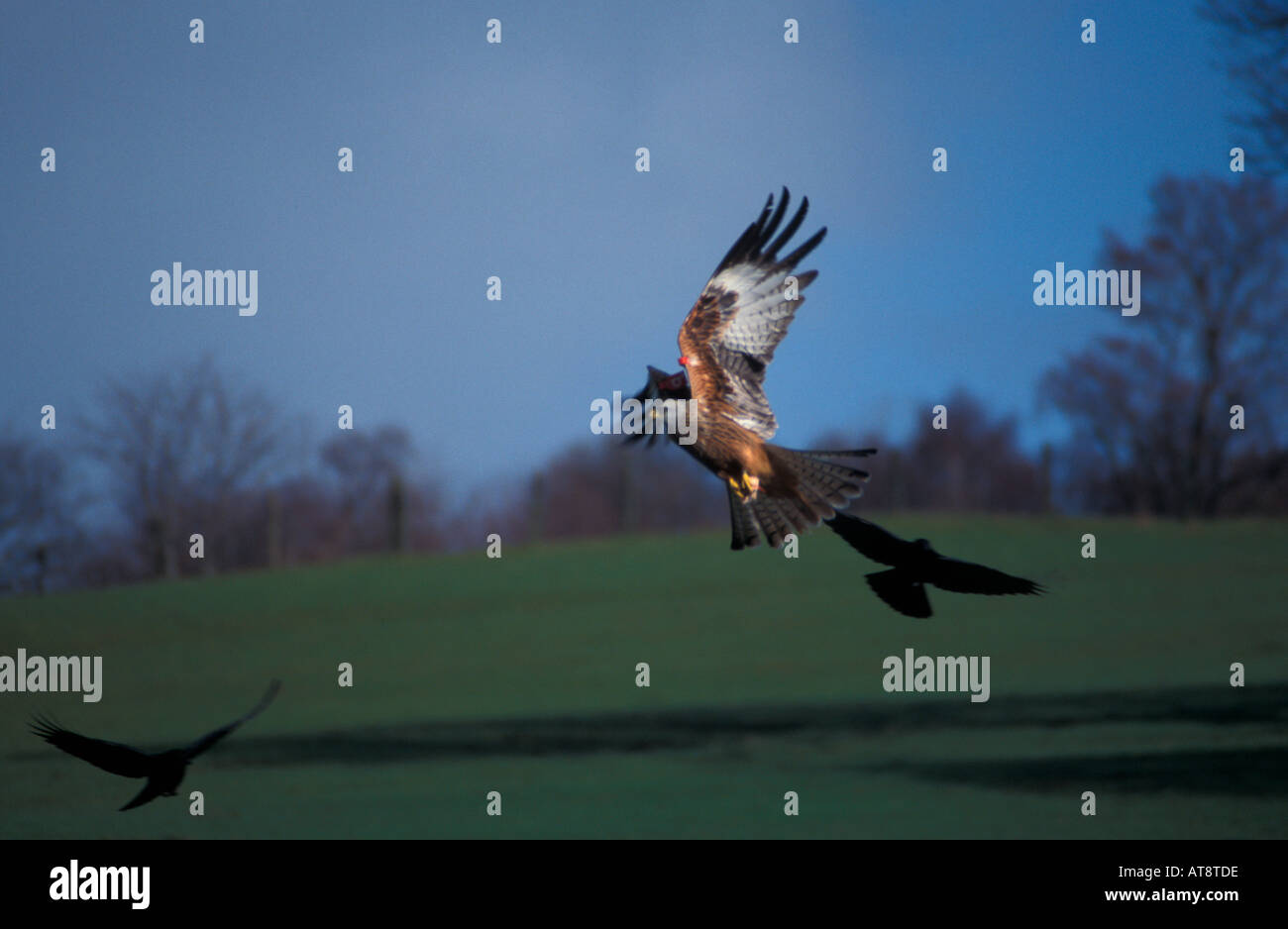 Red kite hunting Wales Stock Photo - Alamy