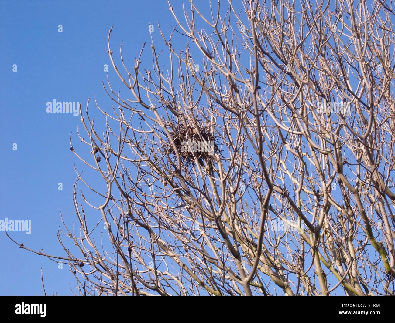 Birds nest in a tree Stock Photo - Alamy
