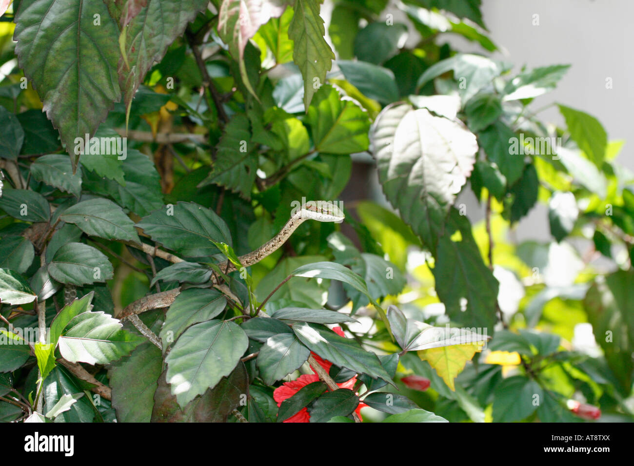 Savanna vine snake hi-res stock photography and images - Alamy