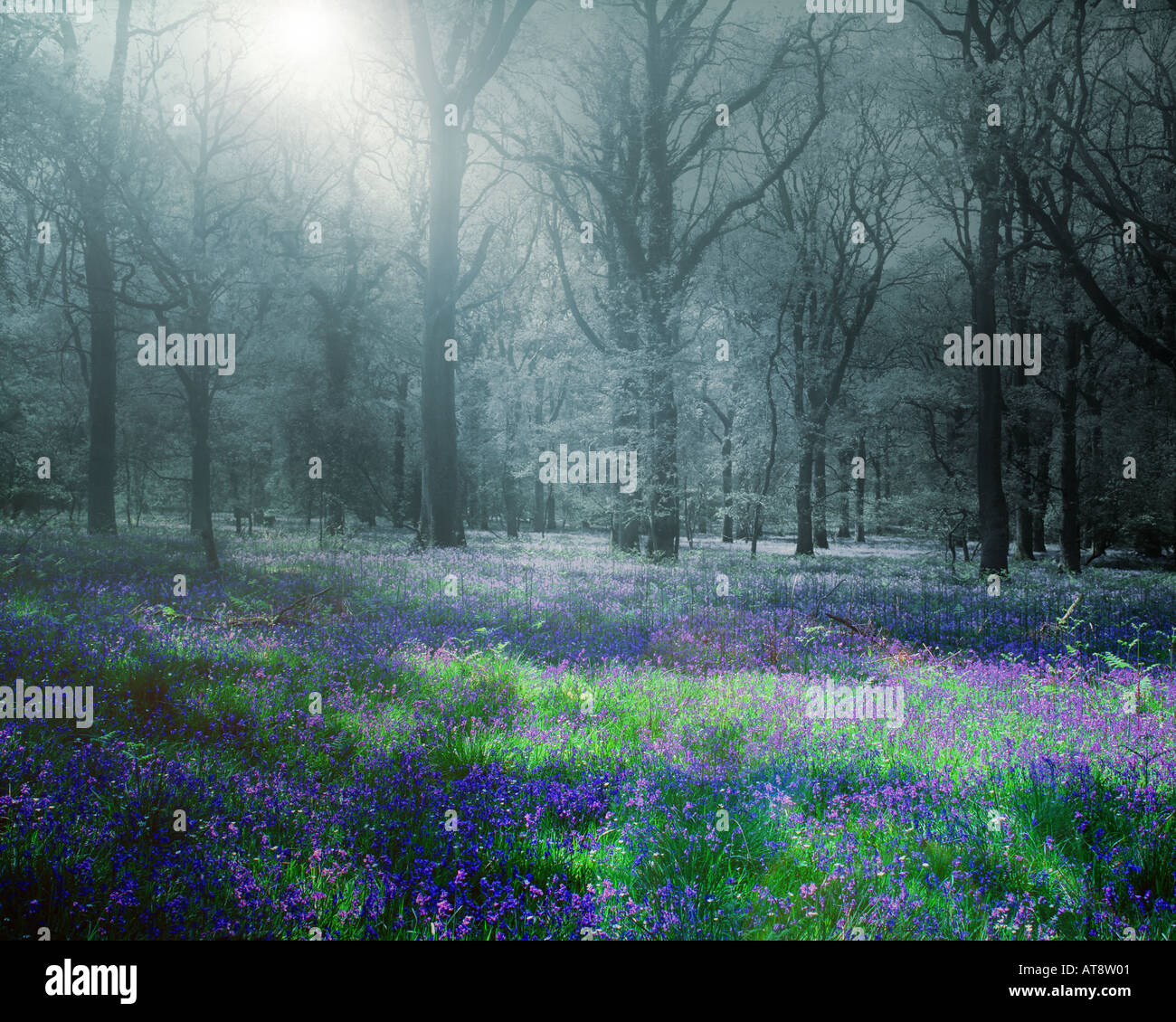 Royal Bluebell Flower High Resolution Stock Photography and Images - Alamy