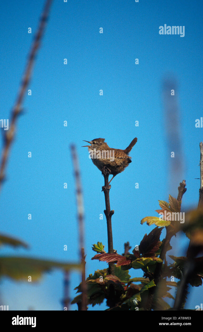 Wren singing UK Stock Photo - Alamy