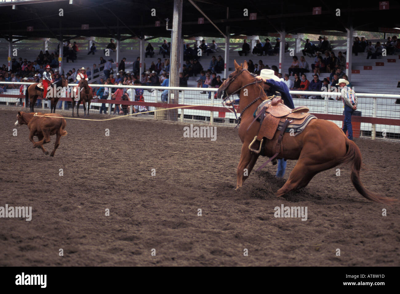 Saddlegirth hi-res stock photography and images - Alamy