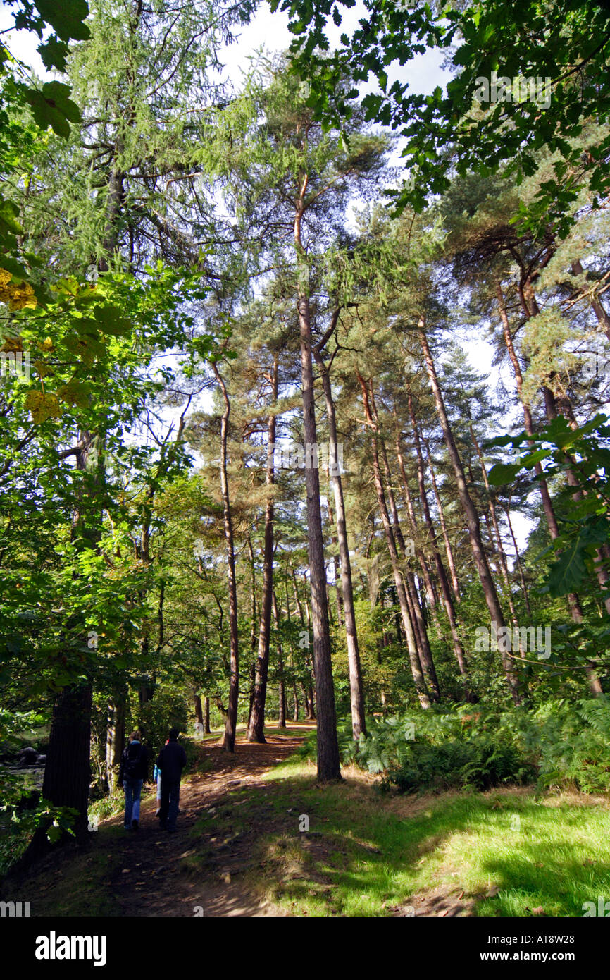 Wide angle shot of walkers in the vast open forest UK Stock Photo - Alamy