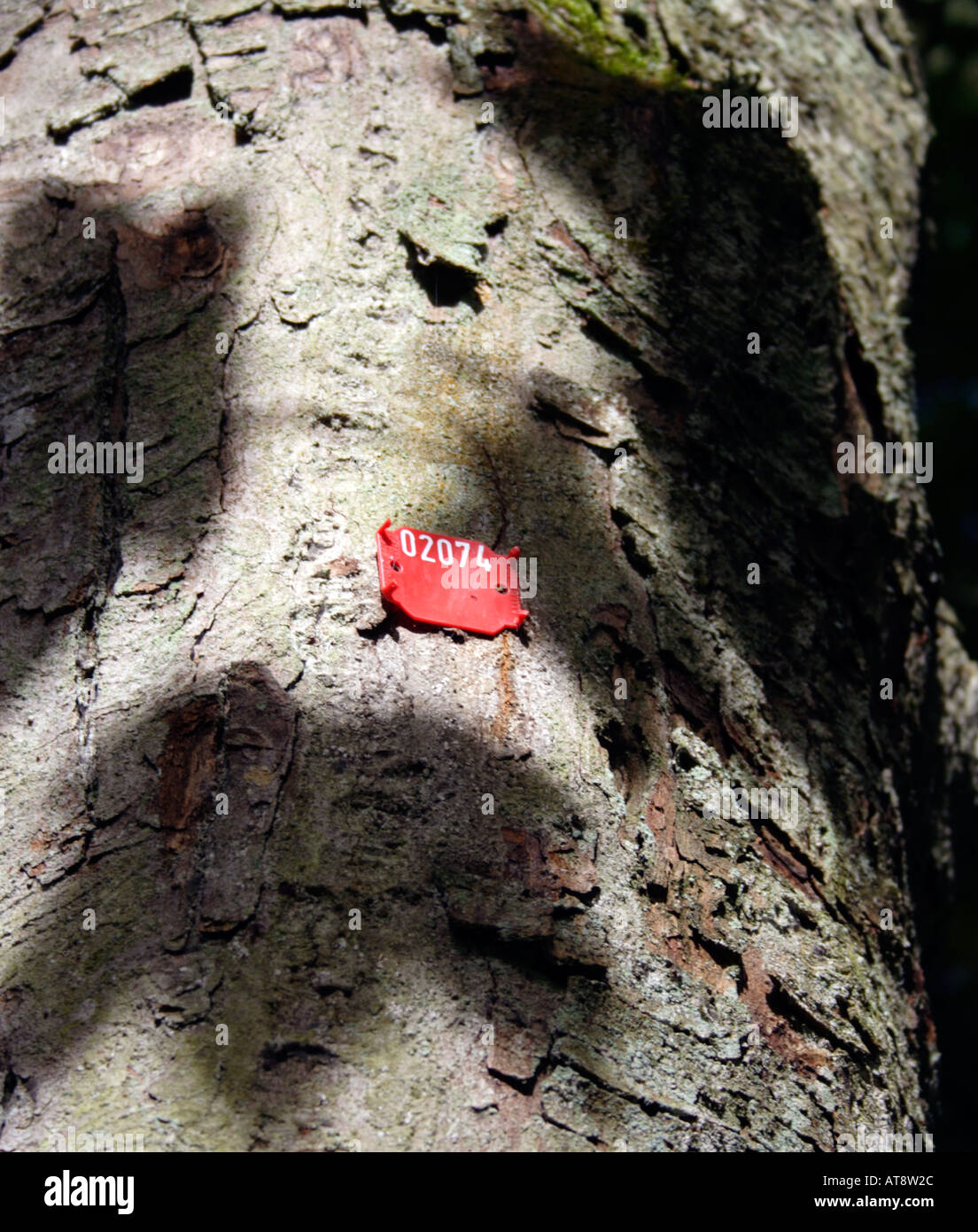 Tree identity tag with reference numbers on UK Stock Photo - Alamy