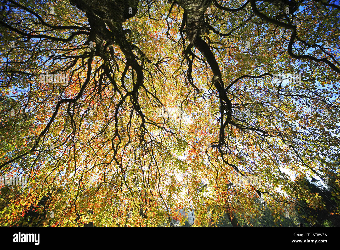 Wide shot tree canopy hi-res stock photography and images - Alamy