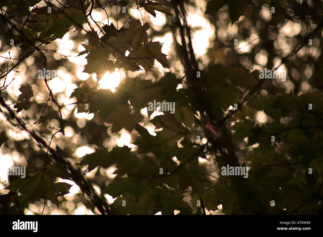 Backdrop of leaves with sunlight glimmering through Stock Photo - Alamy