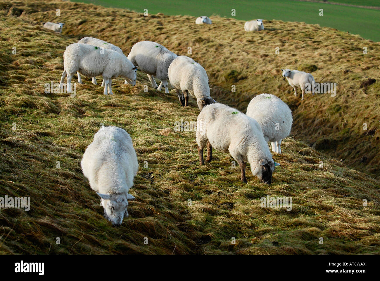 sheep on downland, england, uk Stock Photo - Alamy