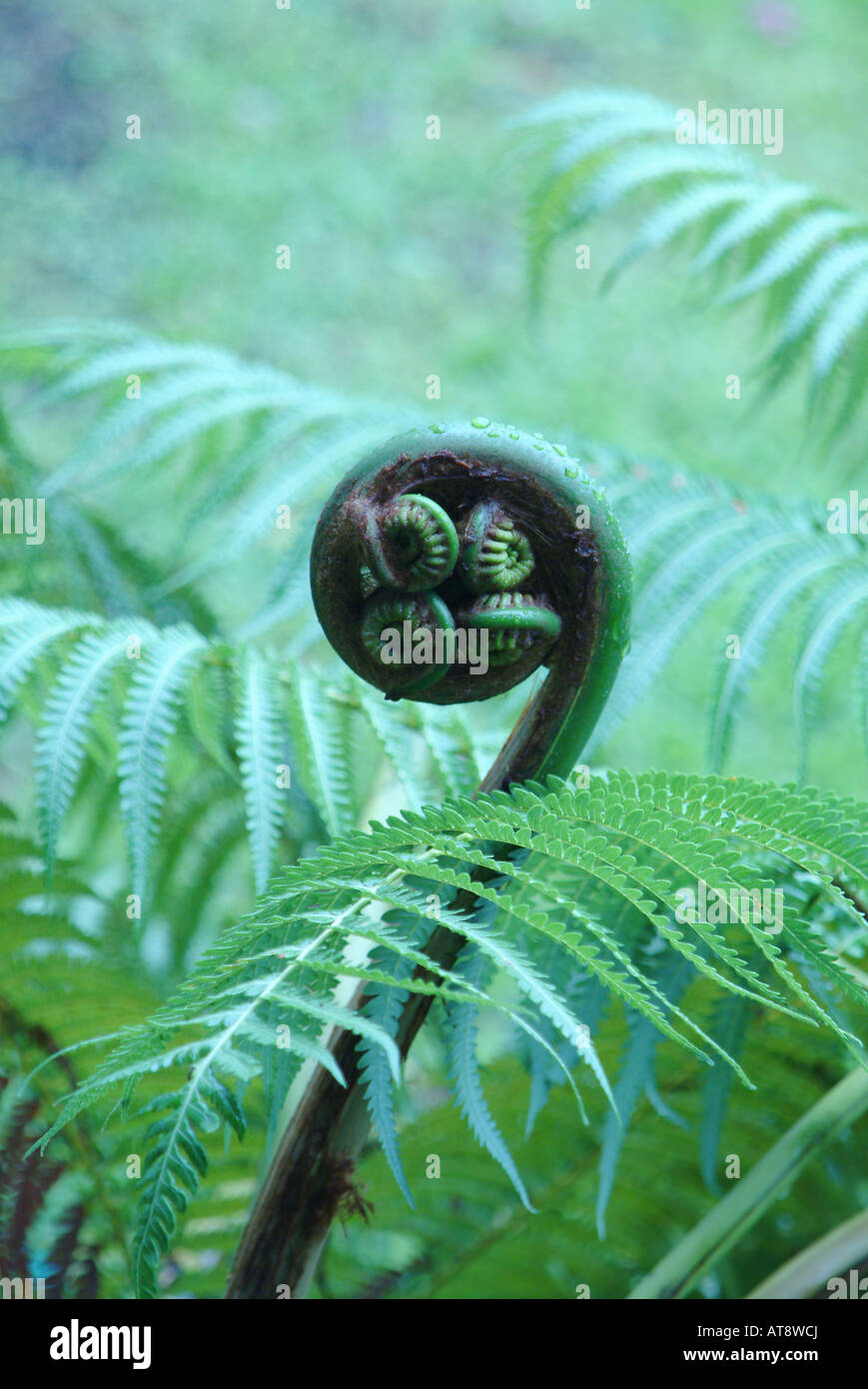 Hapuu fern hi-res stock photography and images - Alamy