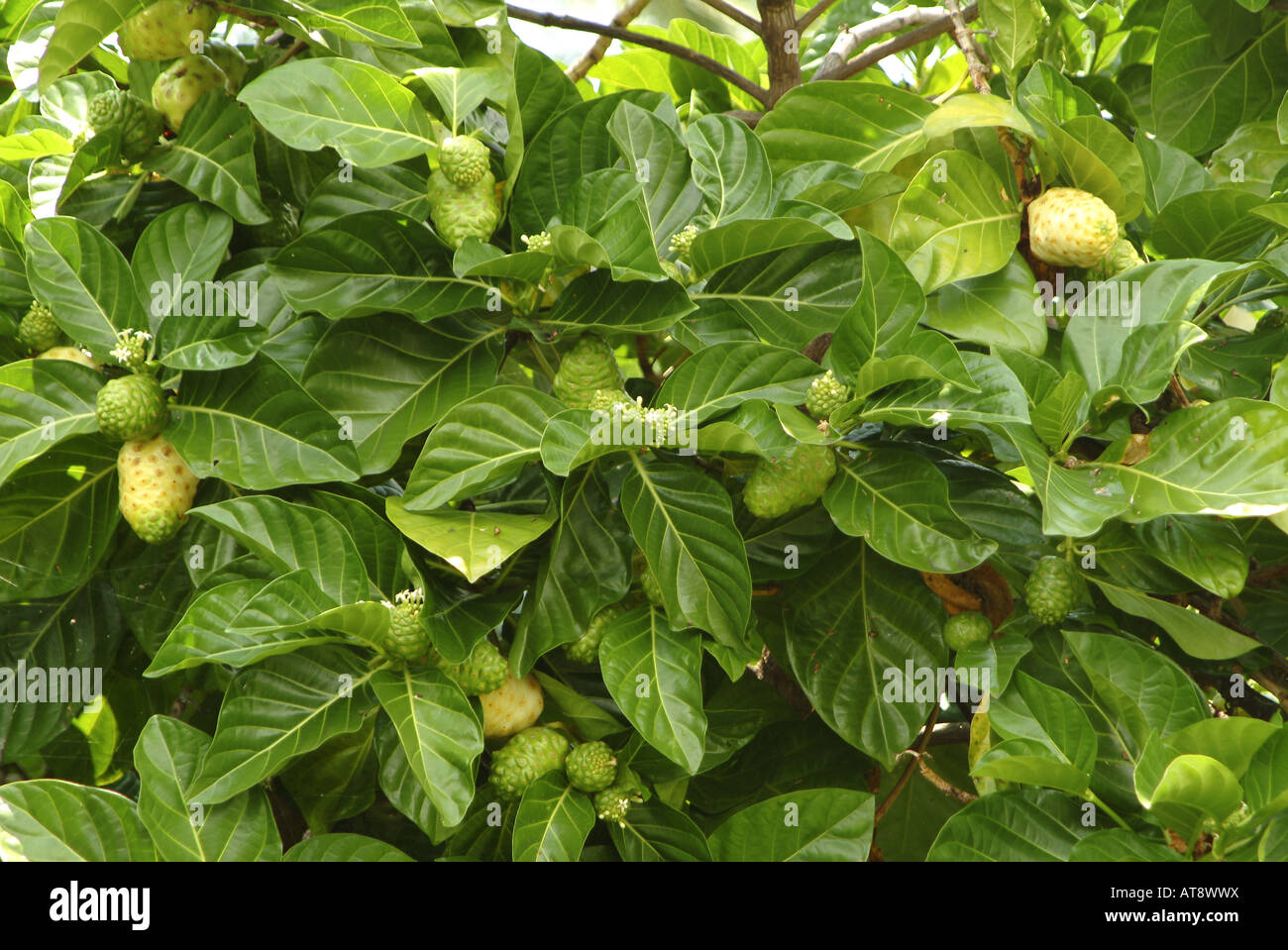 Noni fruit on tree Stock Photo - Alamy