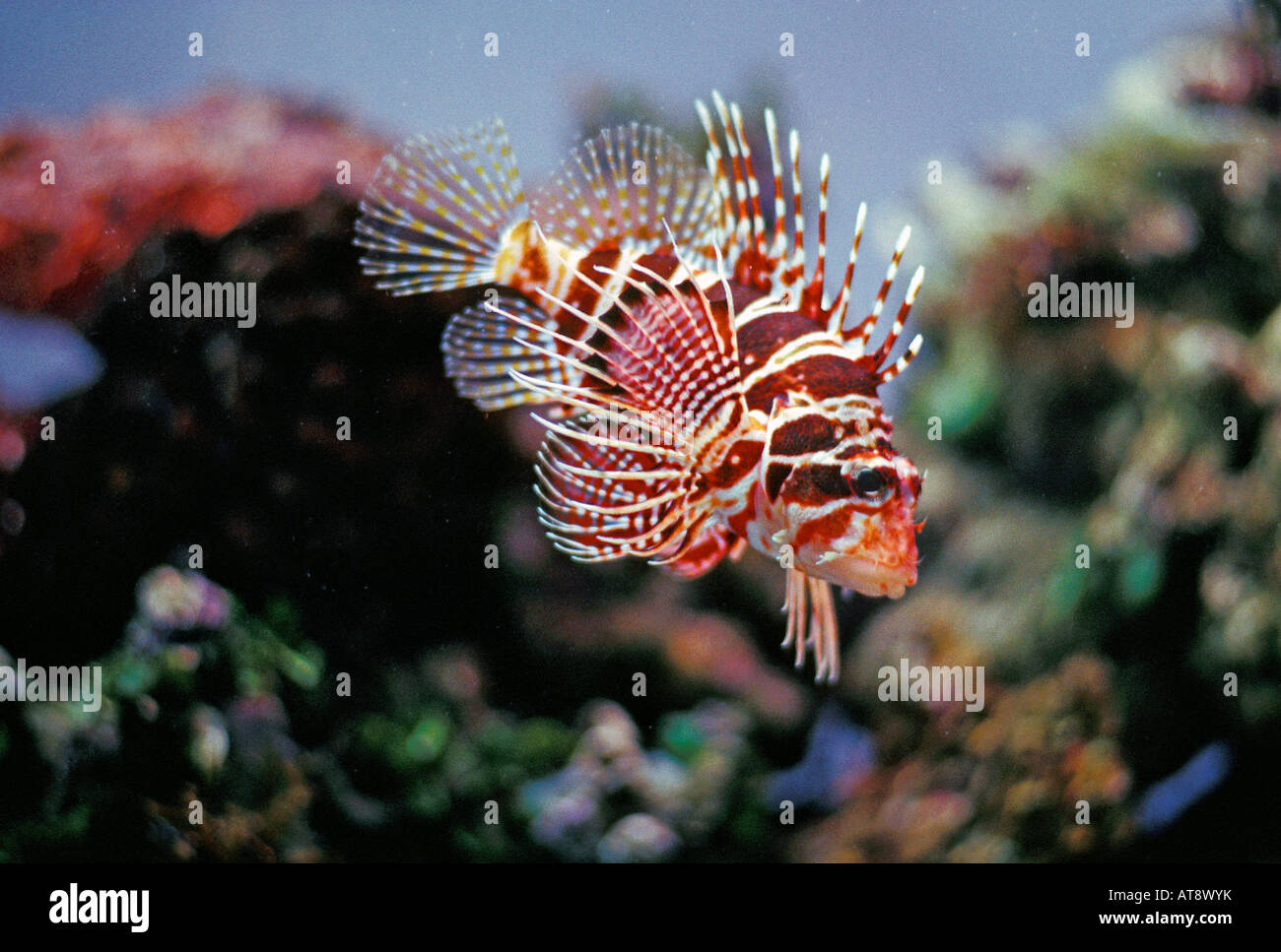 Hawaiian Lionfish (Pterois sphex) swimming in the Waikiki aquarium ...