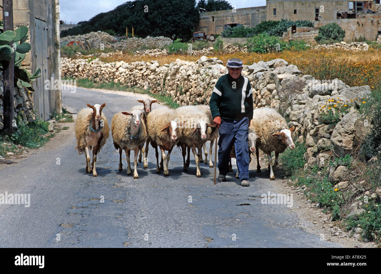 Maltese farmer with a flock of sheep on a rural backroad Malta Stock ...
