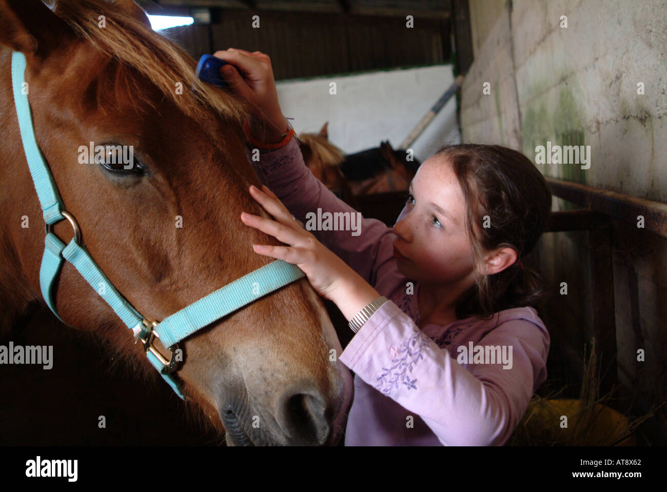 Young girl grooming a pony Stock Photo - Alamy