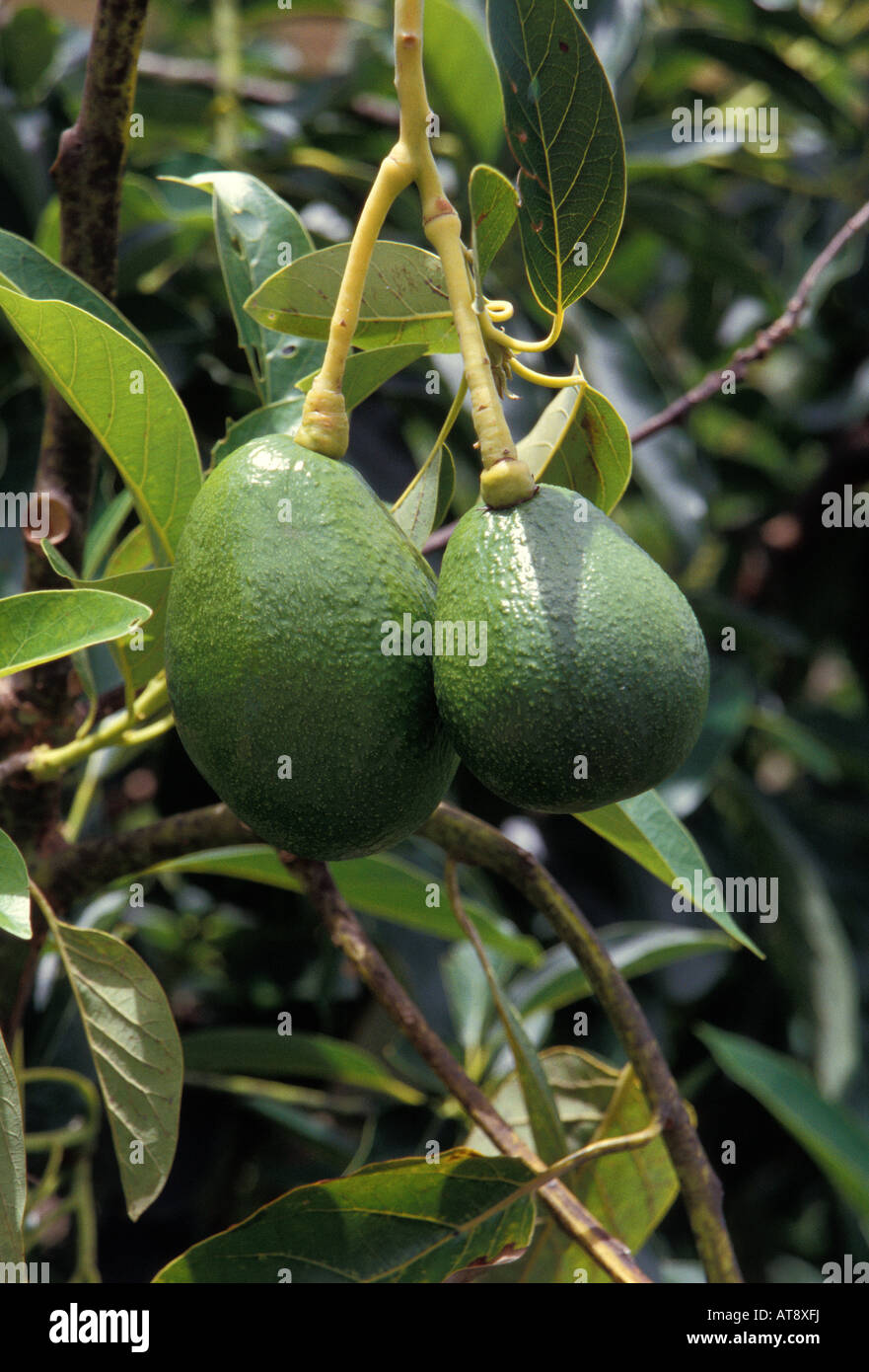 Avocados growing hi-res stock photography and images - Alamy