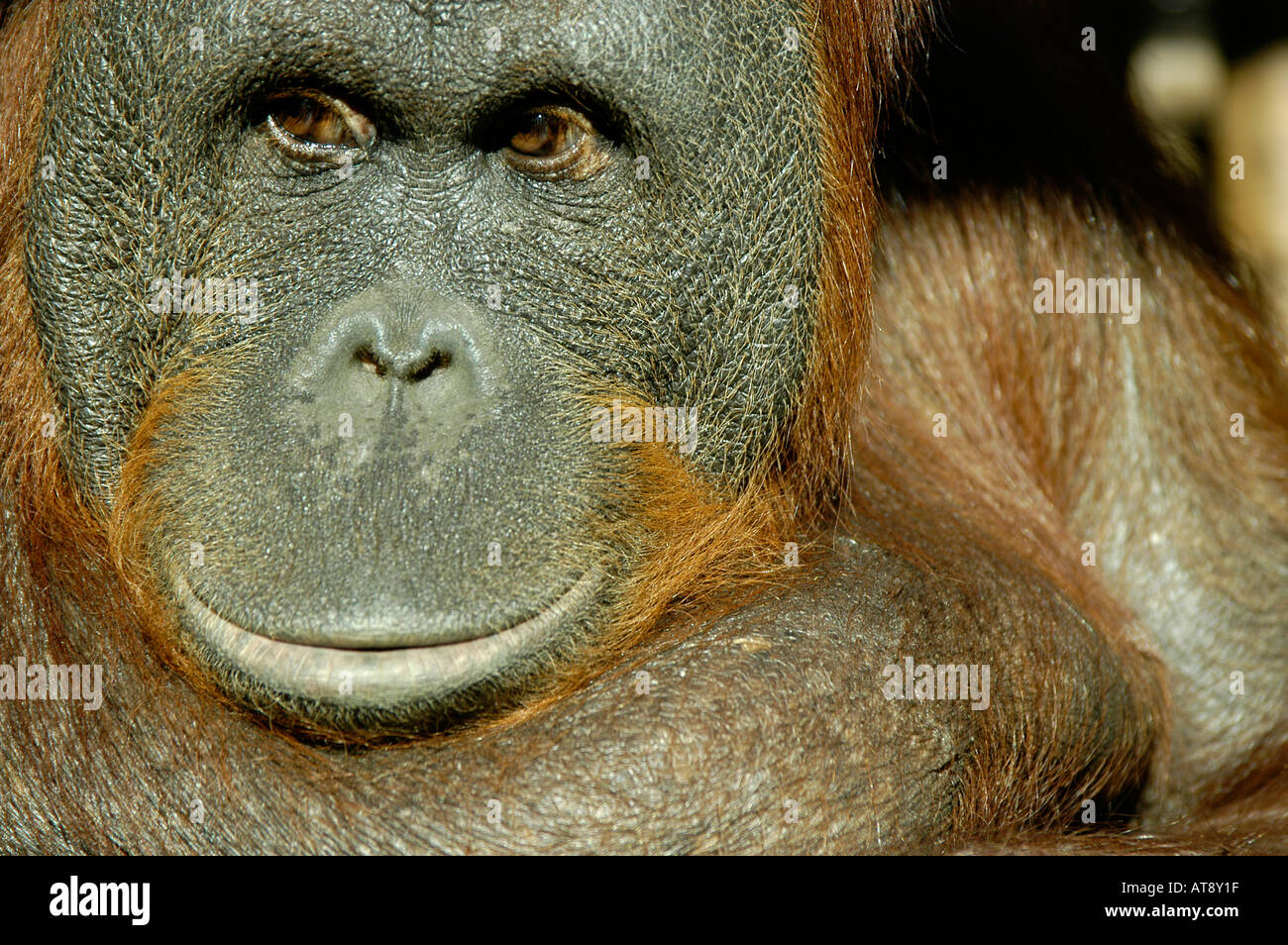 Orangutan arms up hi-res stock photography and images - Alamy