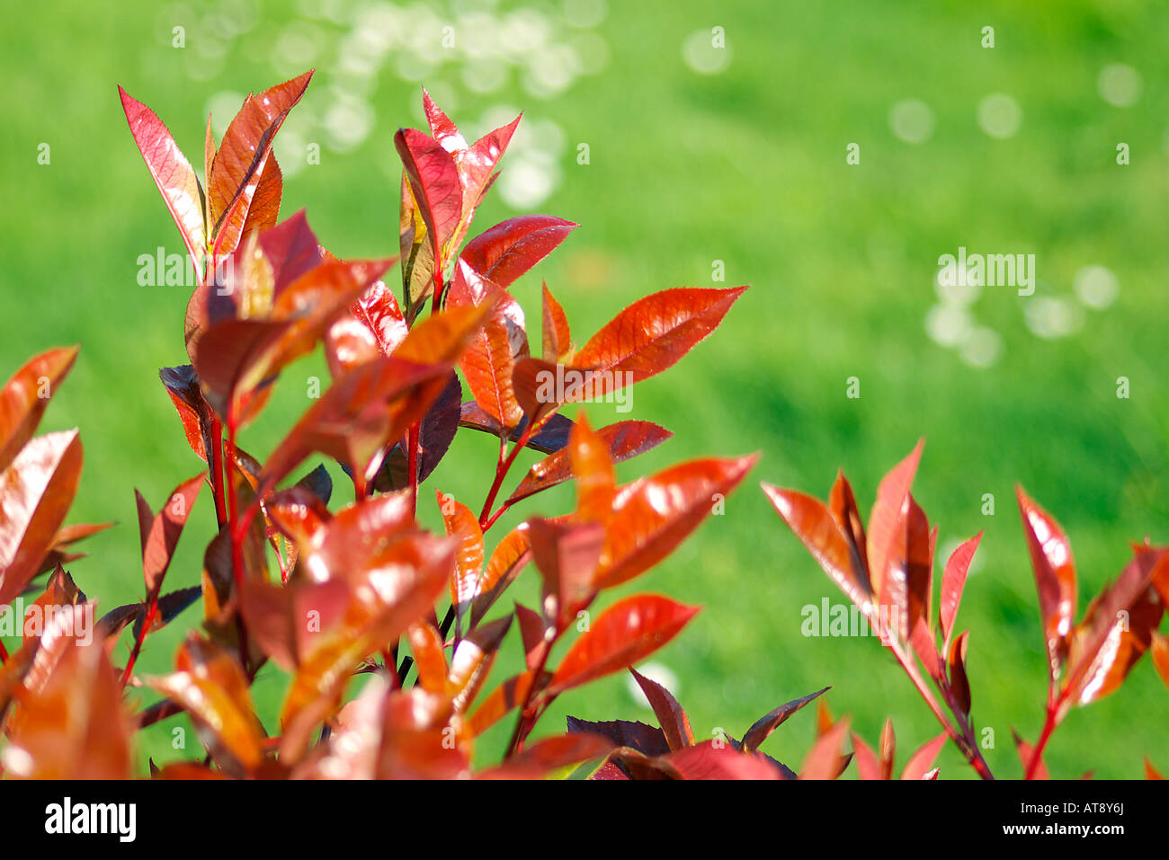 bush with red leaves over a bottom of blur green grass Stock Photo - Alamy