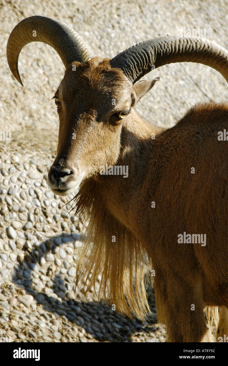 Spanish Wild Goats Stock Photos & Spanish Wild Goats Stock Images - Alamy