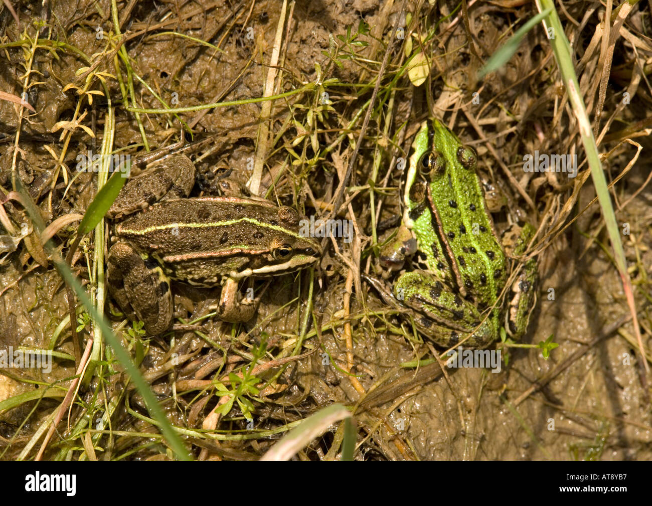 Edible frogs basking in sun. Rana esculenta Stock Photo - Alamy