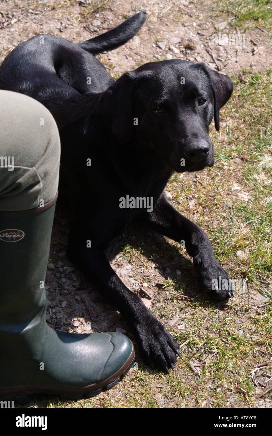 Black labrador dog lying obediently next to owners feet Stock Photo - Alamy
