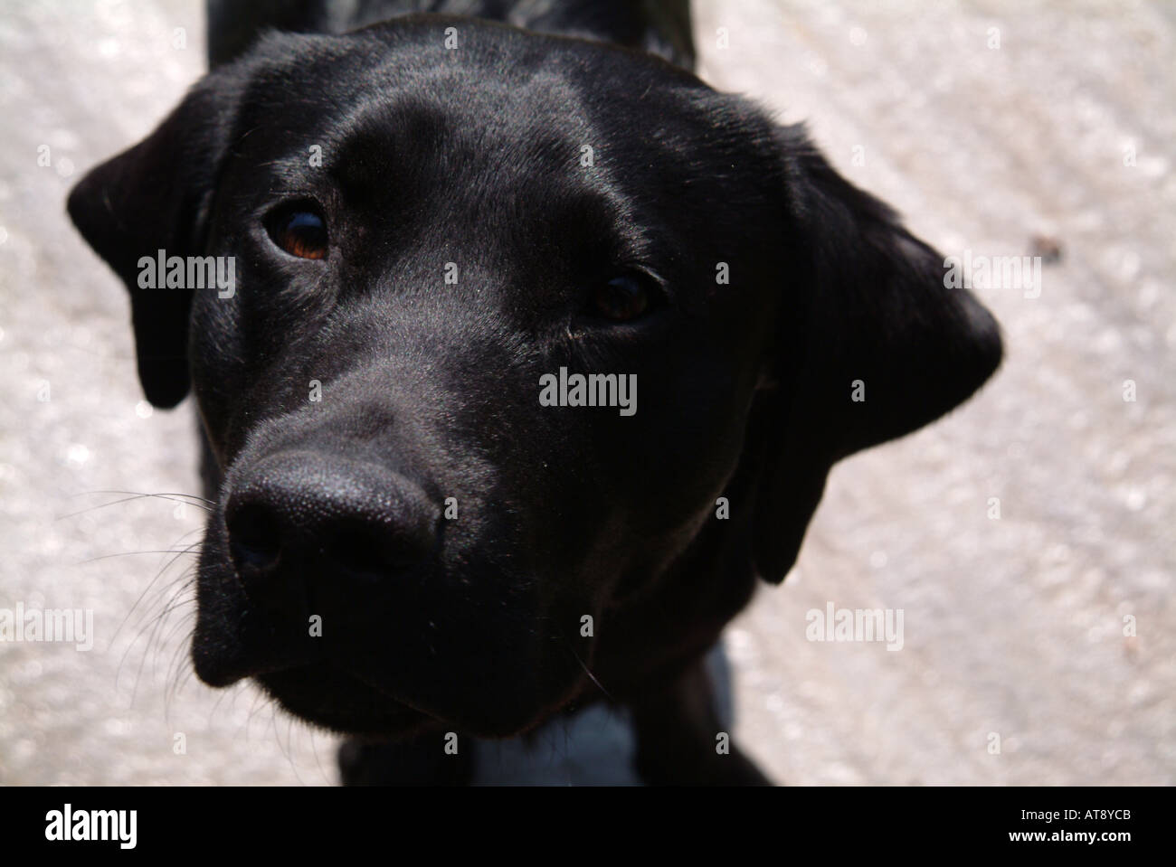 Head shot of a black labrador dog looking up towards the camera Stock ...
