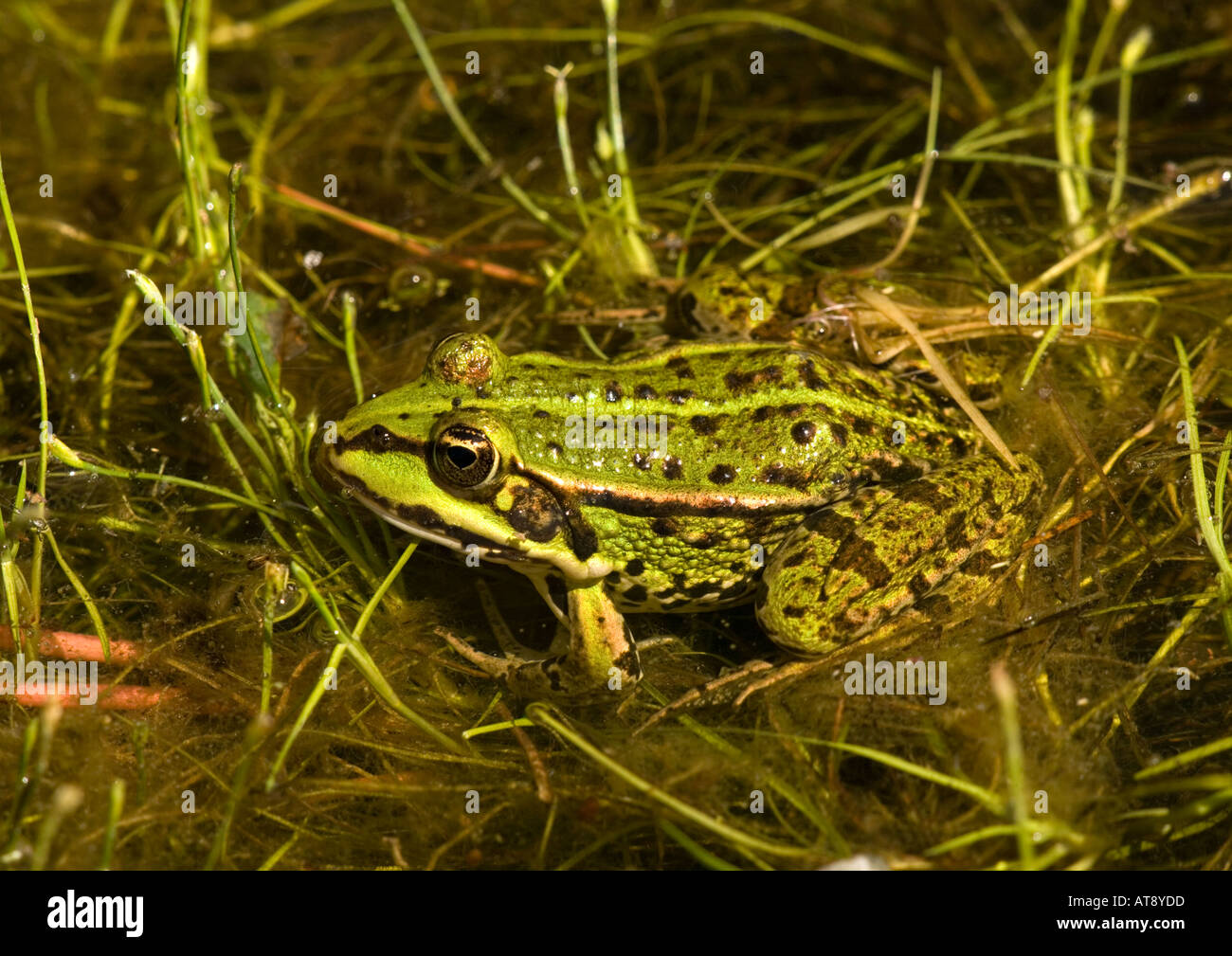 Edible frog basking in shallow water Rana esculenta Stock Photo - Alamy