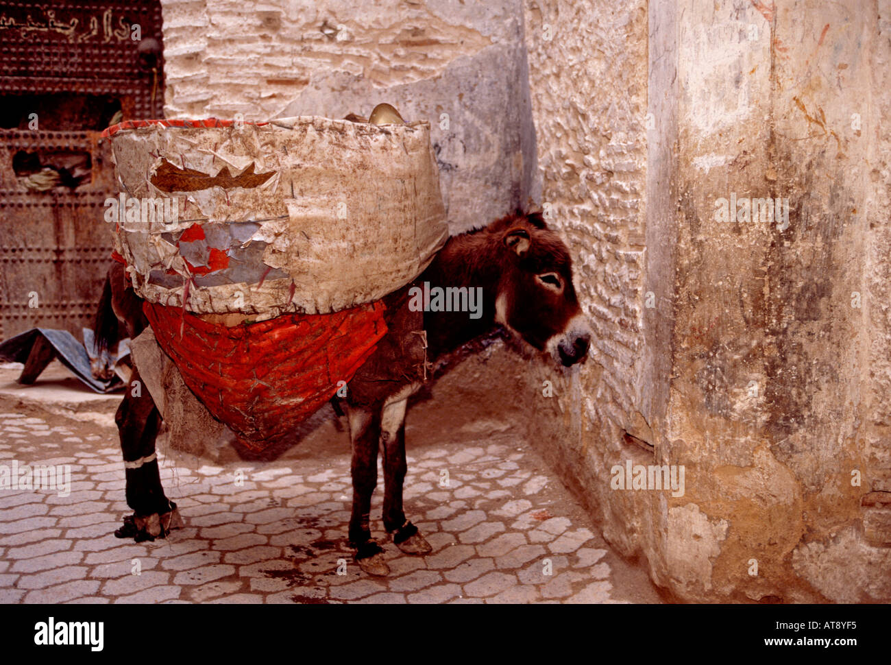 1, one, donkey, donkeys, beast of burden, working animal, working ...