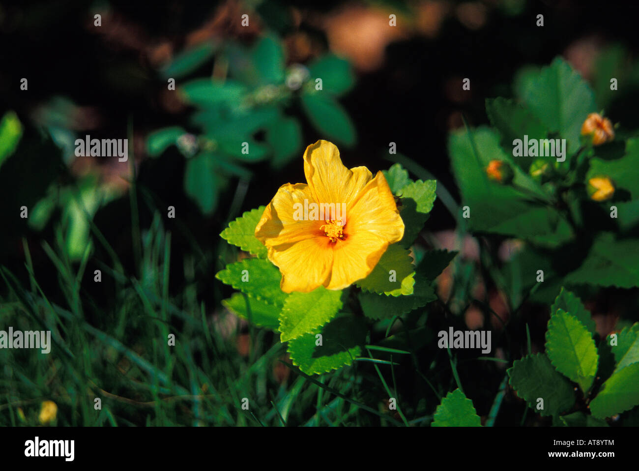 Ilima flower hi-res stock photography and images - Alamy