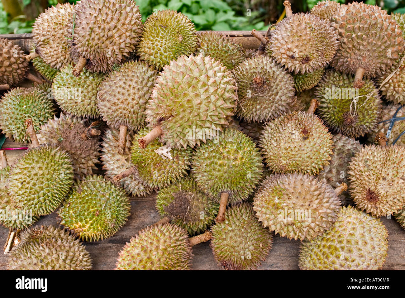 Durian (durio zibethinus Stock Photo - Alamy