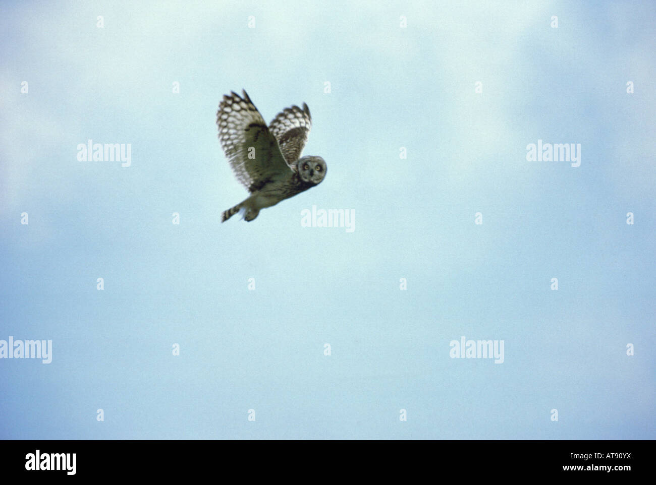 Native Hawaiian owl, pueo in flight, a guardian or amakua to some ...