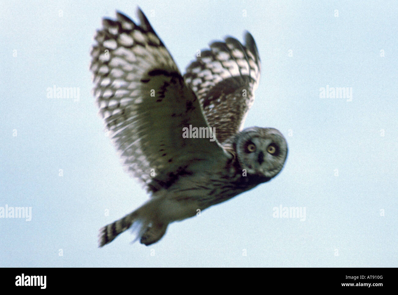 Native Hawaiian owl, pueo in flight, a guardian or amakua to some ...