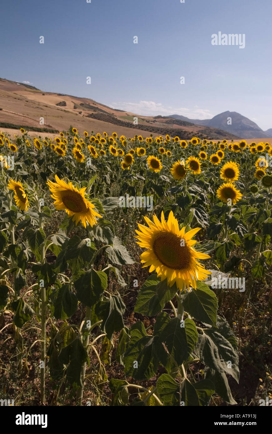 sunflowers in Spanish countryside, Andalusia, Spain Stock Photo - Alamy