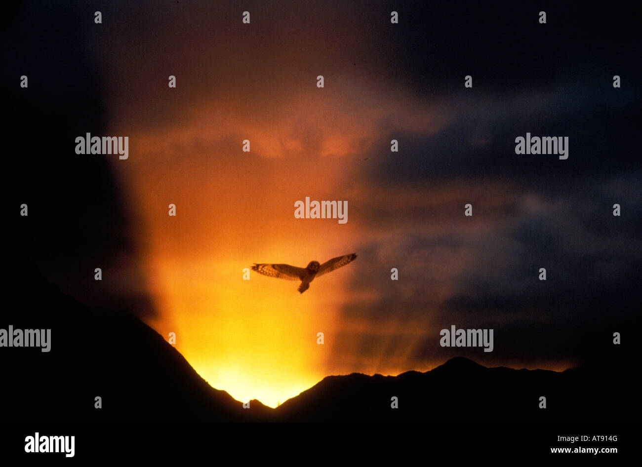 Native Hawaiian Pueo spreading wings flying over Koolau mountains Stock ...