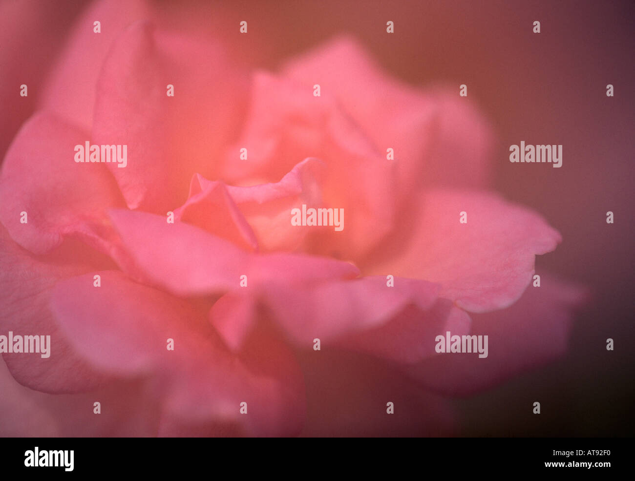 Pink halo hi-res stock photography and images - Alamy