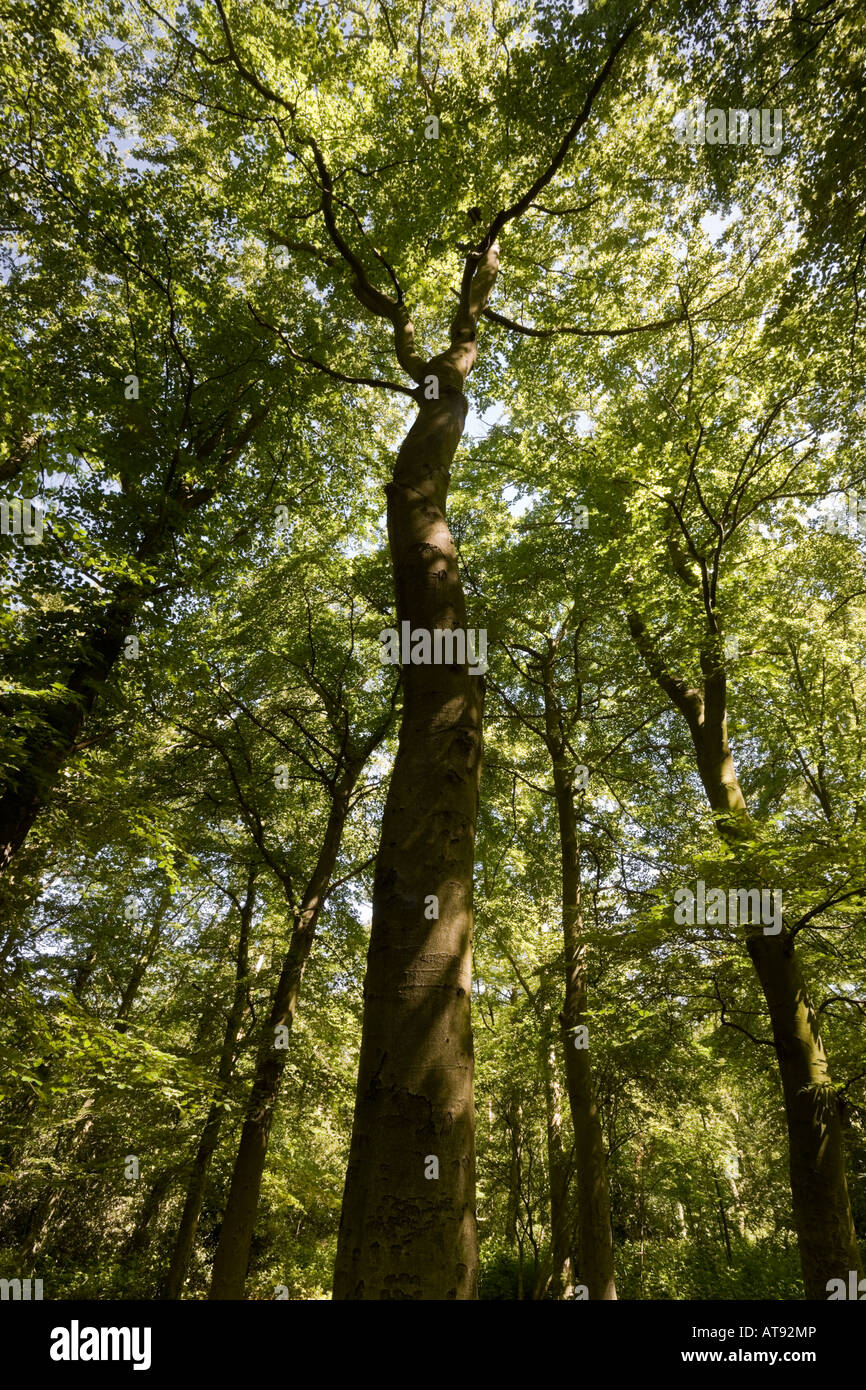 Rising tree canopy and dominant tree trunk in verdant England Stock ...