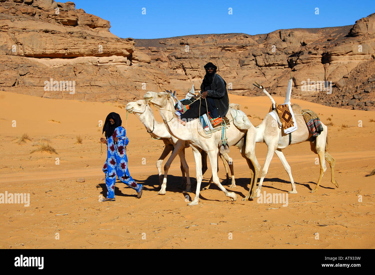 Tuareg with white Mehari riding dromedary Acacus Mountains Libya Stock ...