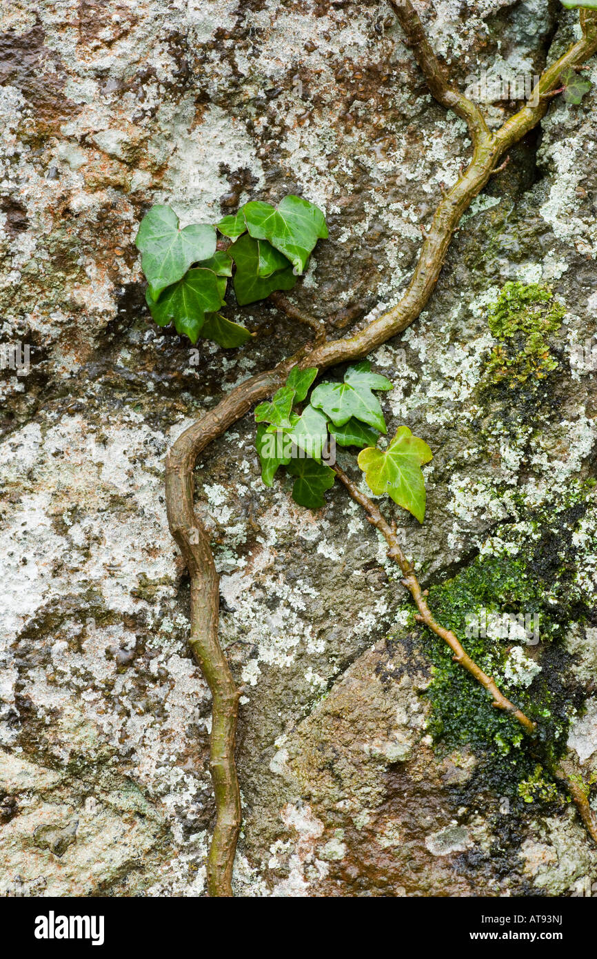 Ivy hedera helix on rock hi-res stock photography and images - Alamy