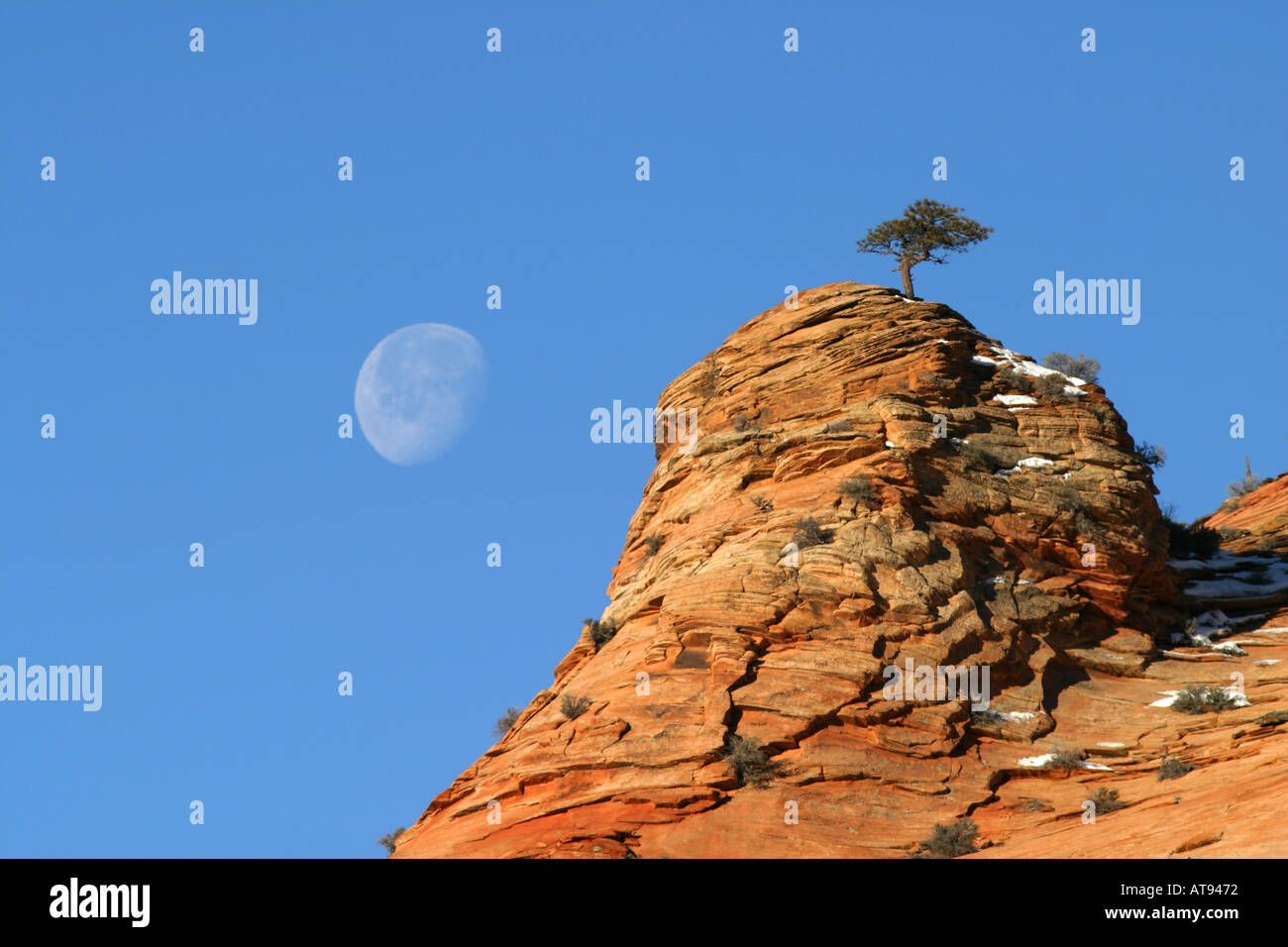 Tree on clifftop against blue sky with nearly full moon Zion National ...