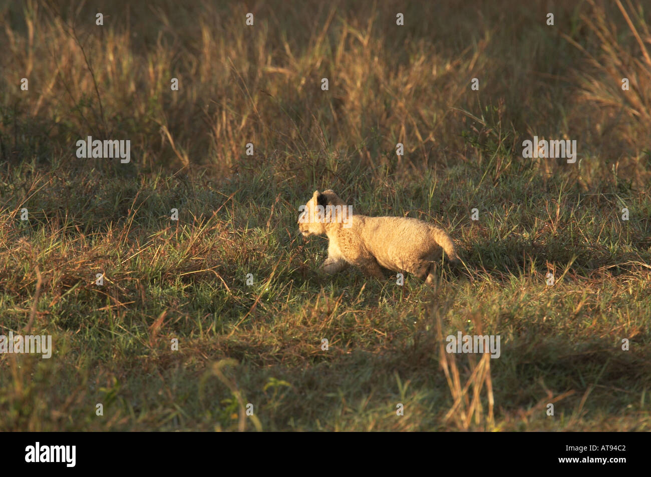 Young lion cub running away Stock Photo - Alamy