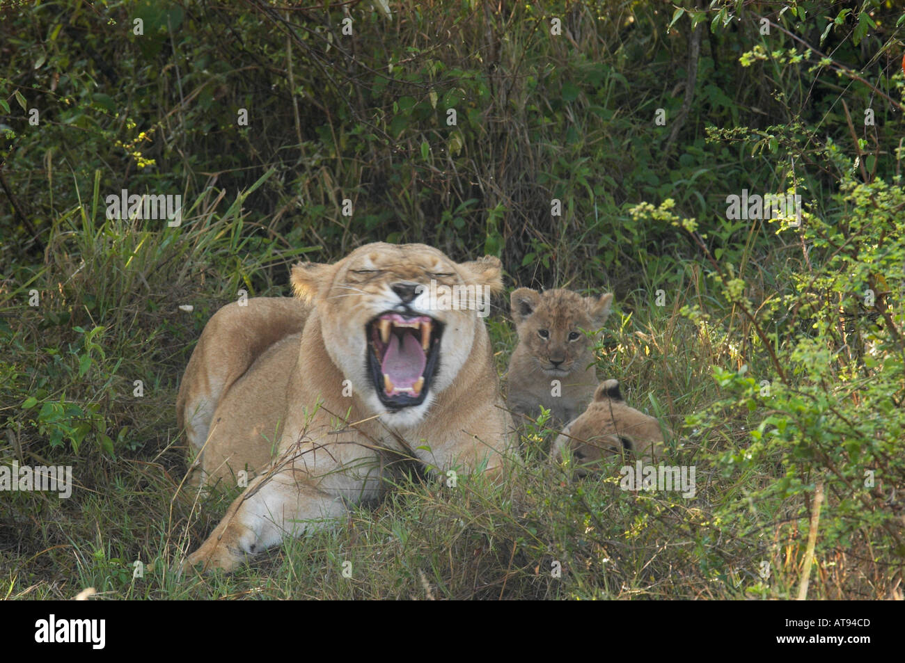 Adult lioness with young lion cubs showing teeth Stock Photo - Alamy