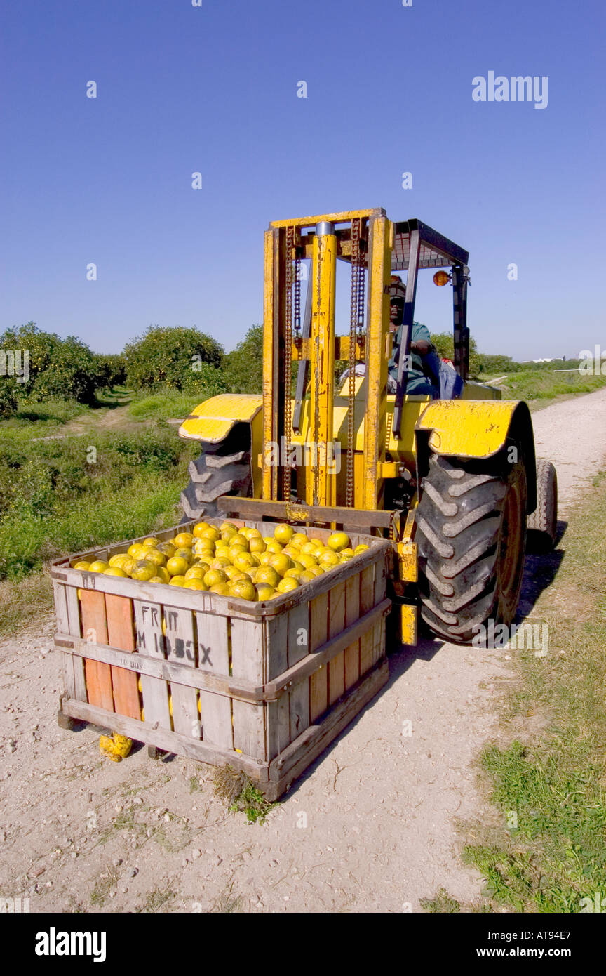 Agricultural Orange Lemon Grapefruit and Citrus groves at Sarasota ...