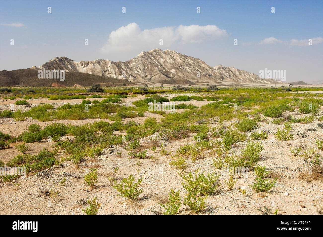 Green desert plants in wadi east of Ras al Hadd Oman Stock Photo - Alamy