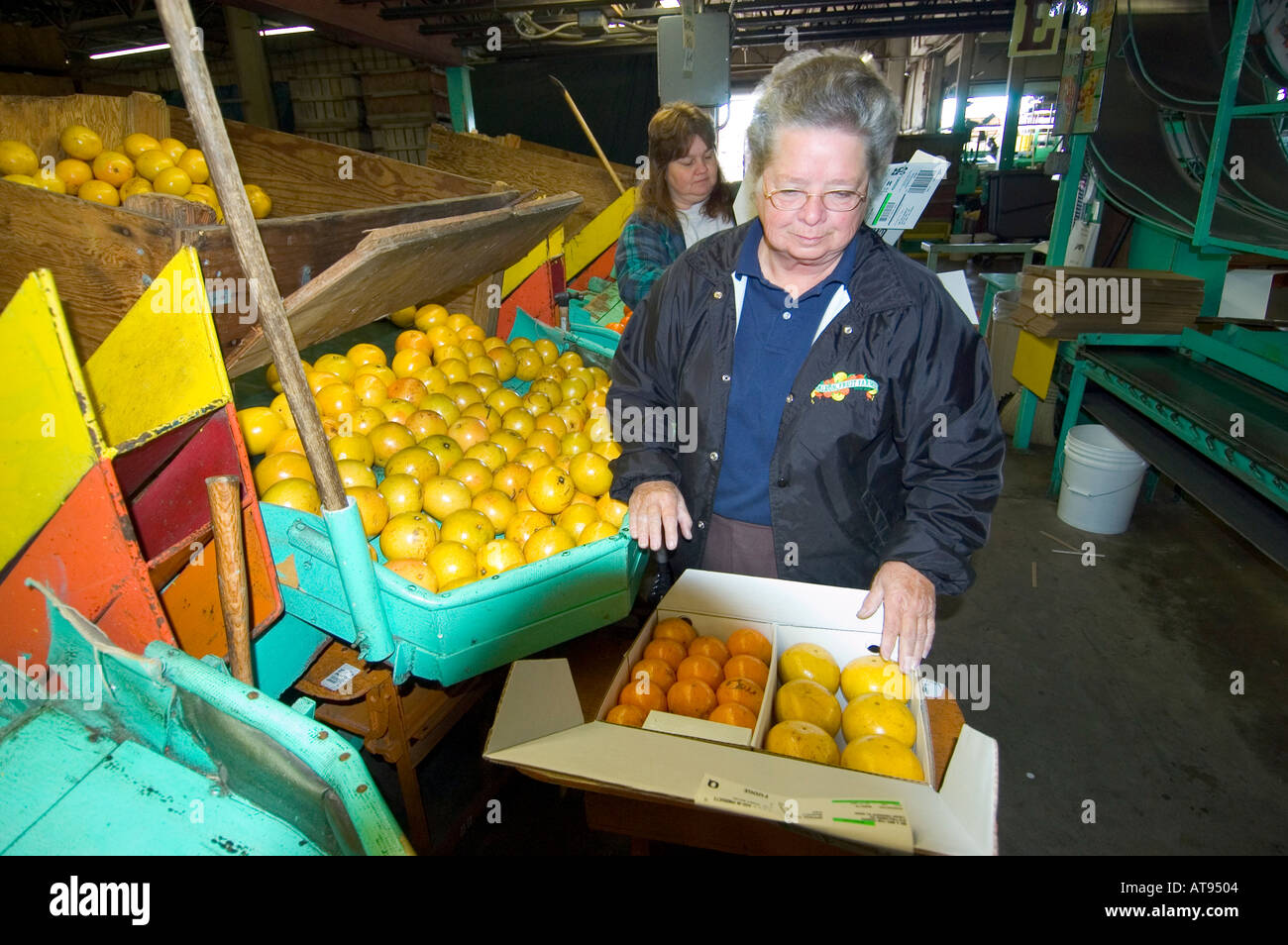 Agricultural Orange Lemon Grapefruit and Citrus groves at Sarasota ...