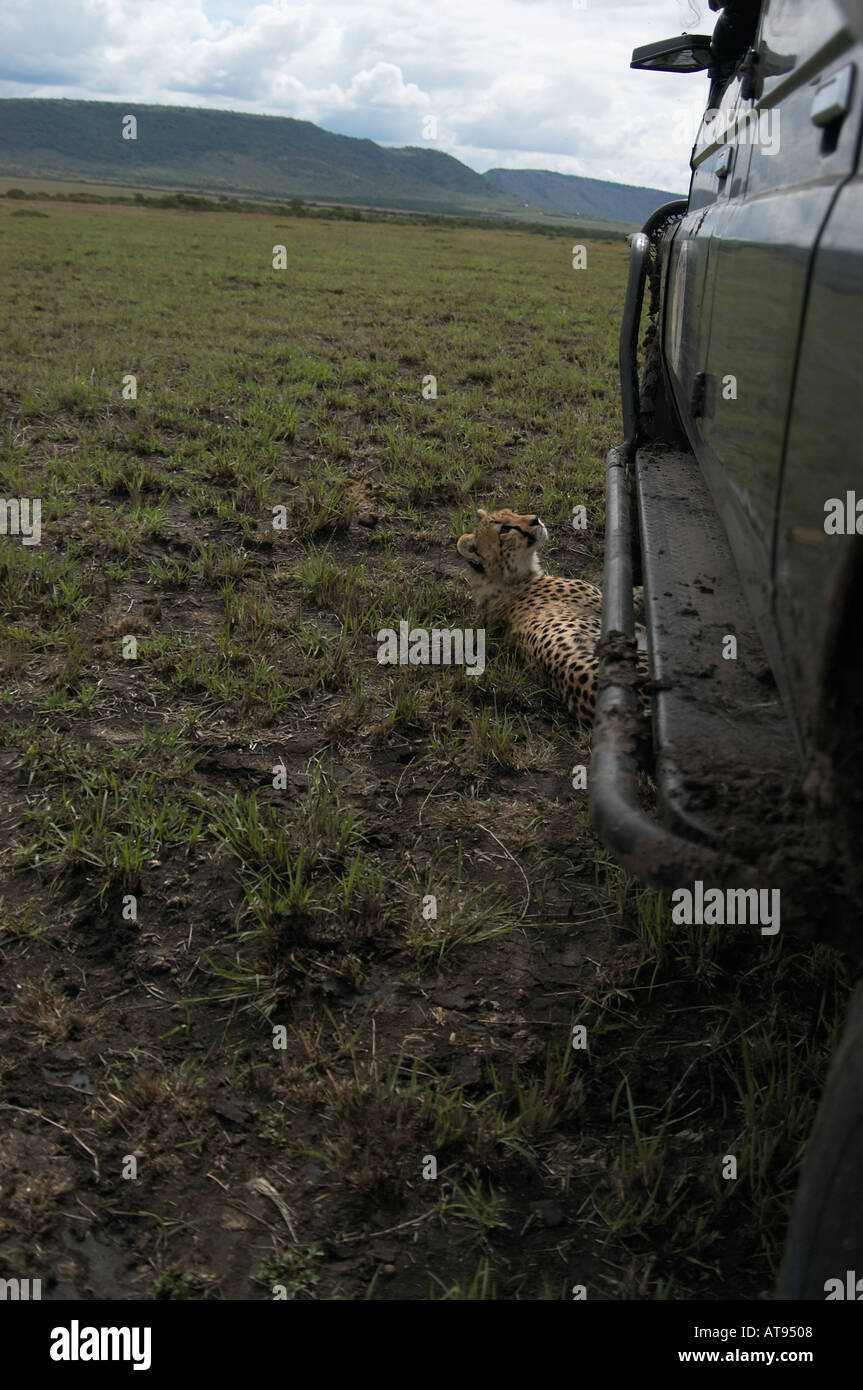 Cheetah human interaction cheetah right next to safari vehicle Stock ...