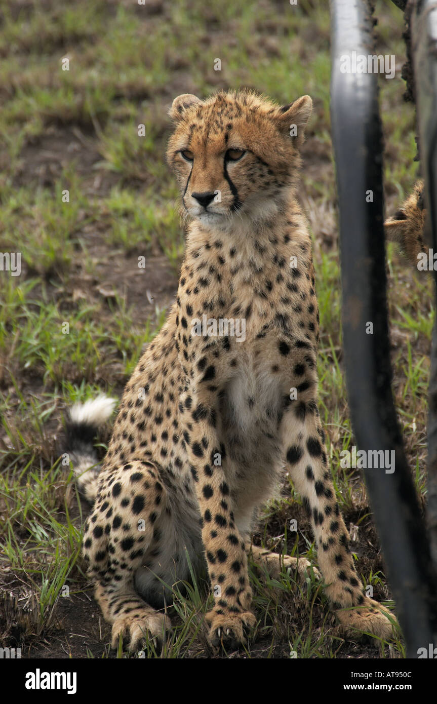 Cheetah human interaction cheetah right next to safari vehicle Stock ...